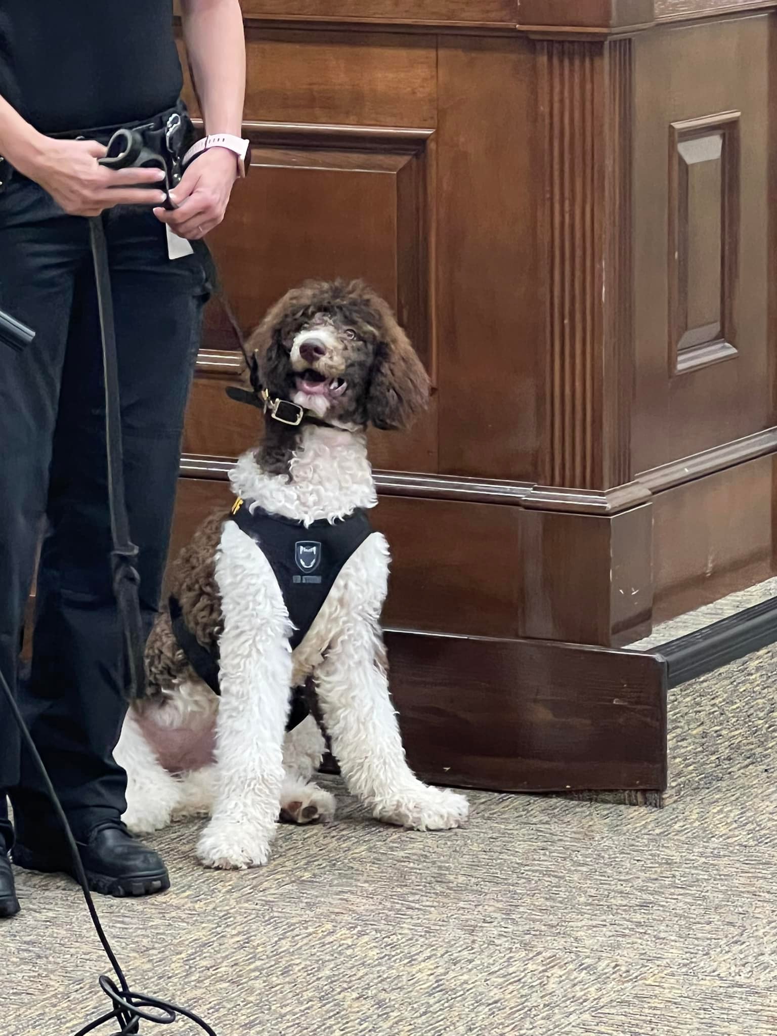 Cayce Police get "K9 Hudson" Therapy Dog to help connect to the ...