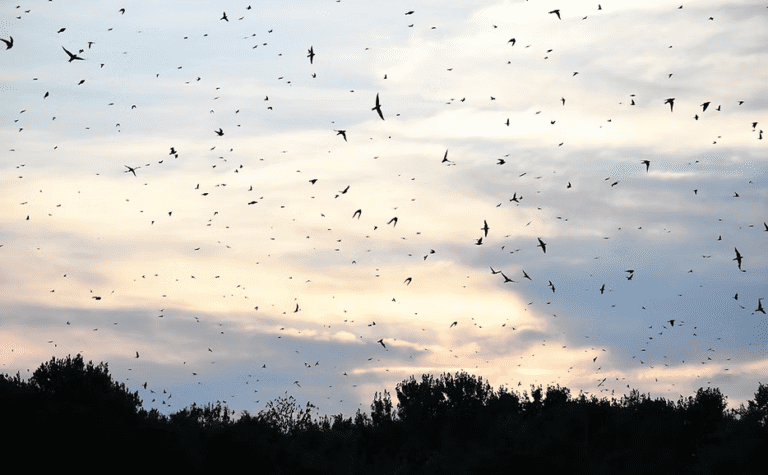 Purple Martin Tours on Lake Murray for the 2026 Season begin Wednesday ...